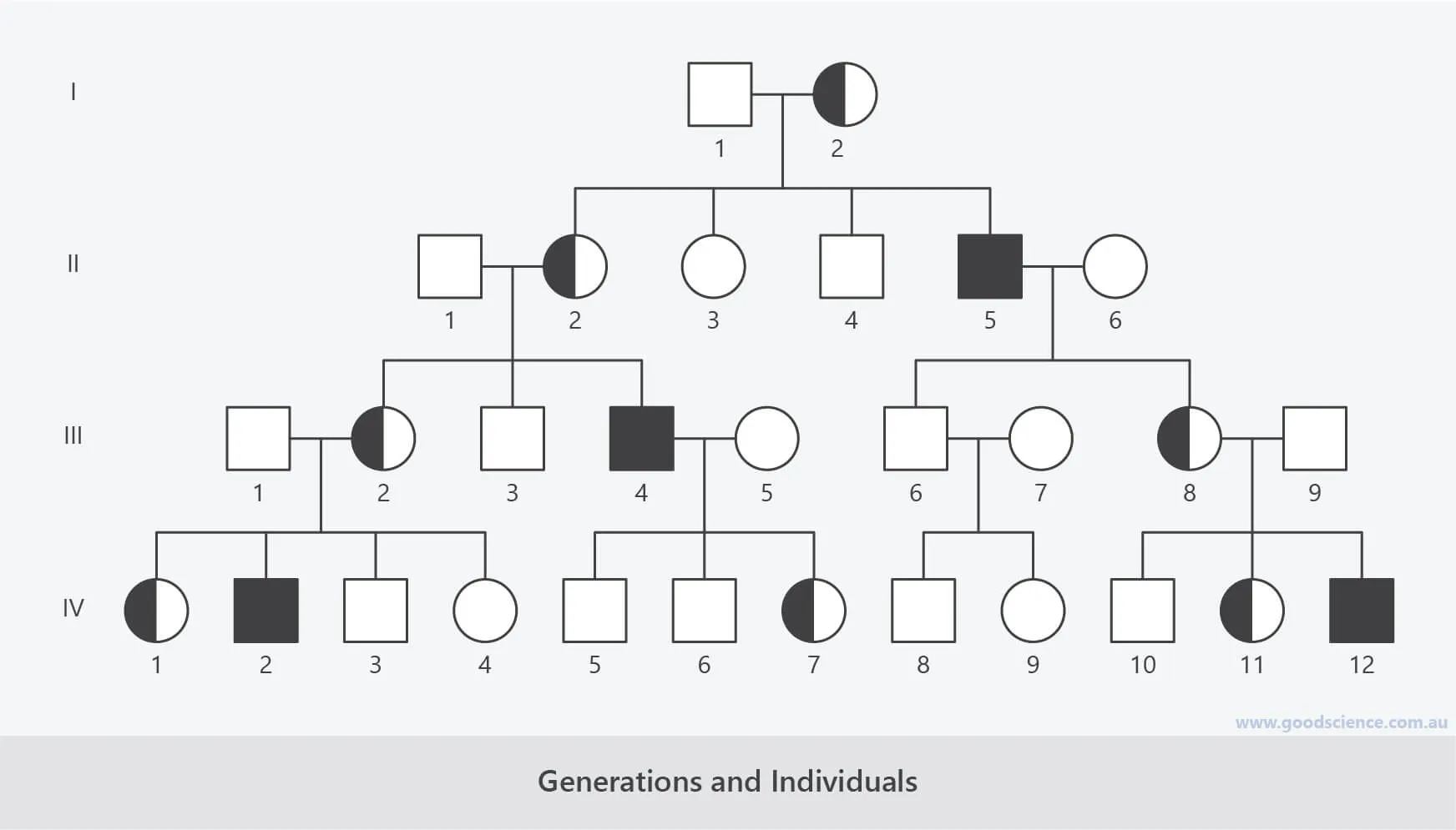 How to Create a Pedigree Chart for Your Family Tree A Step-by-Step Guide