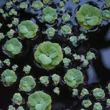 The Ultimate Guide to Creating a Beautiful Floating Plants Aquarium