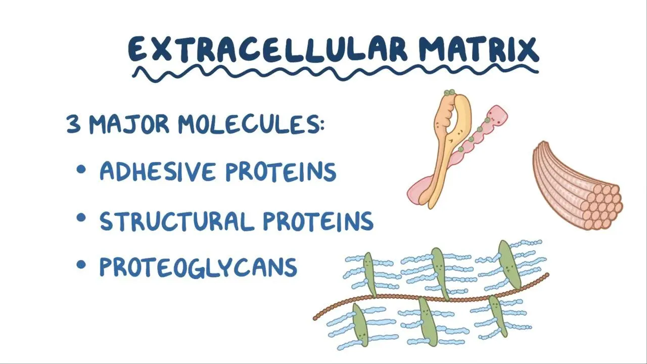 The Role of Extracellular Matrix in Skin Care How It Can Transform Your Skin