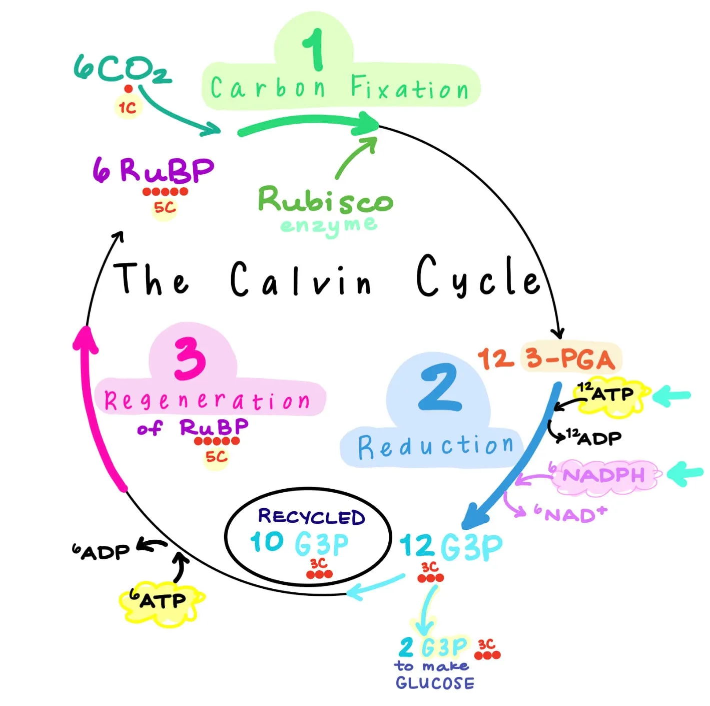 Understanding the Calvin Cycle How it Works and Its Importance in Plant ...