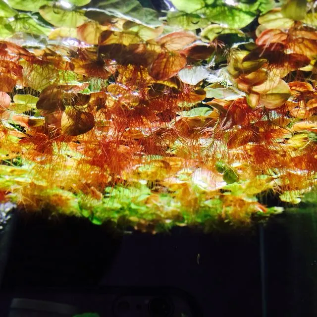 How to Care for Red Root Floater A Complete Guide