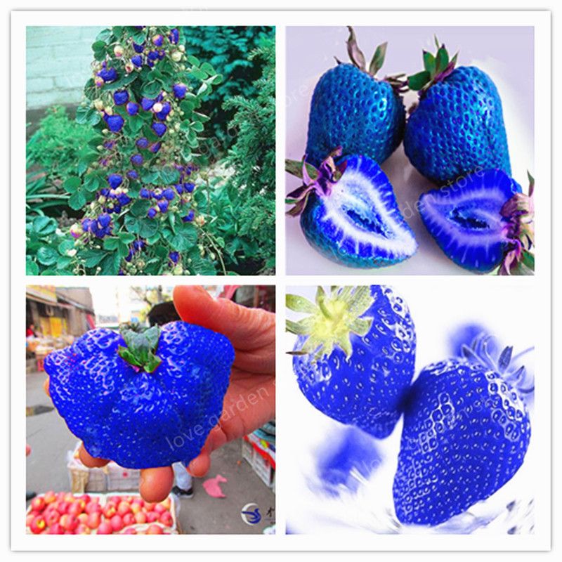 Blue Strawberry Plant