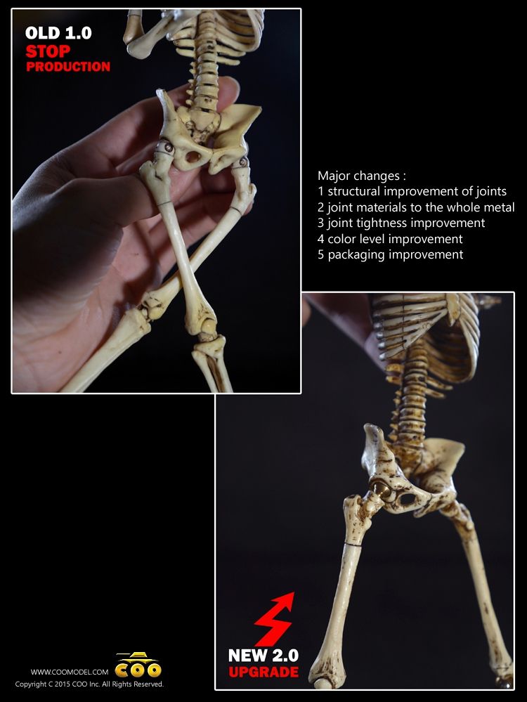 COO MODEL - 1:6 HUMAN SKELETON BODY