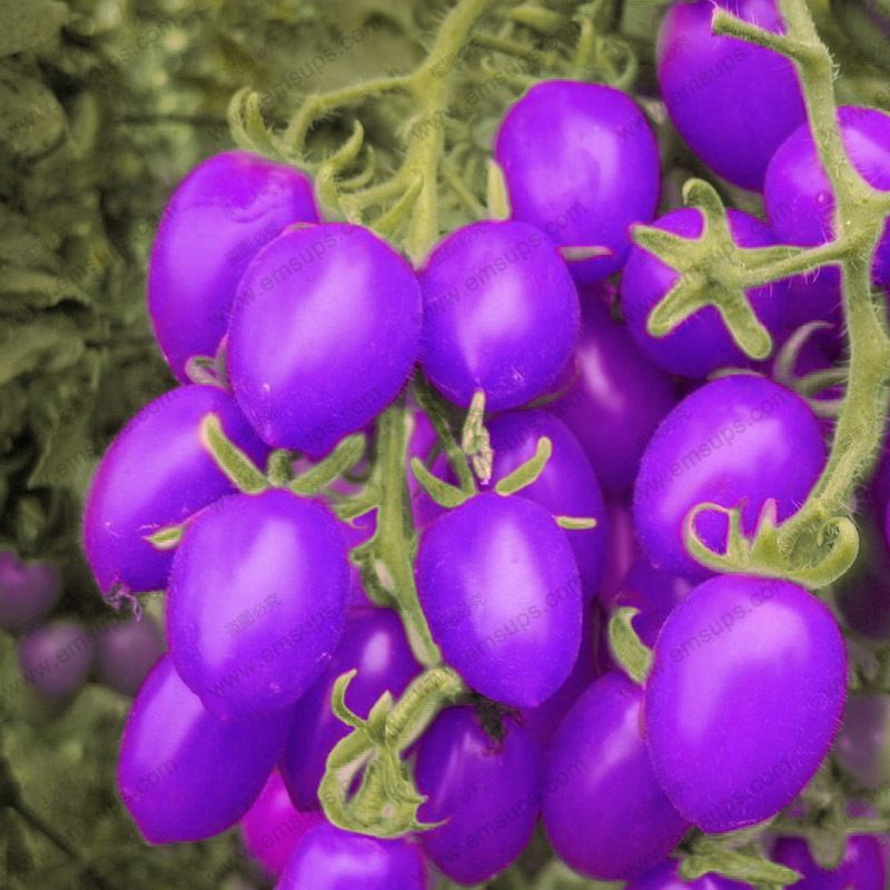 Purple Cherry Tomatoes