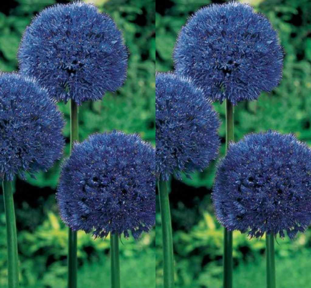 Persian Blue Allium