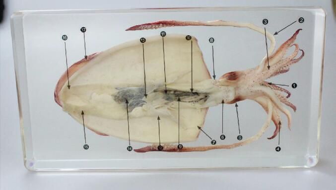 Cuttlefish Dissection