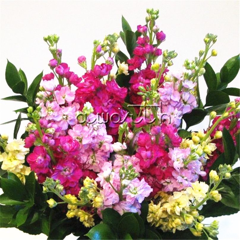 Matthiola Flower Arrangement | Best Flower Site