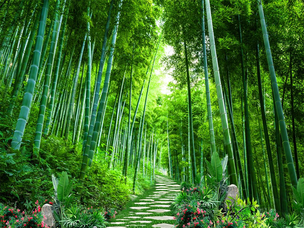 Photo Paysage De Forêt De Bambous Salle De Séjour Rideau De Fenêtre ...