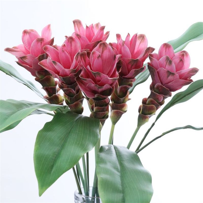 Fake Curcuma Alismatifolia Gagnep 25.98 Length Simulation Ginger Lotus ...