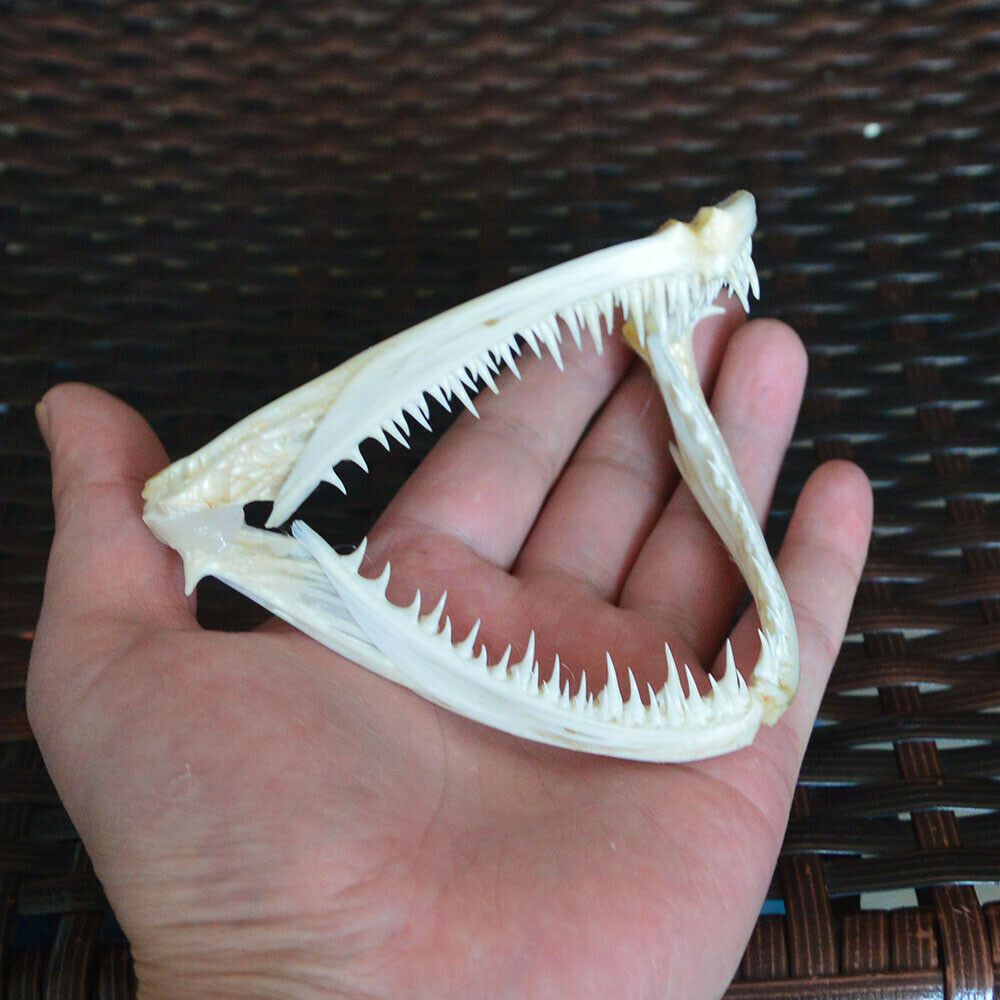Angler Fish Skull