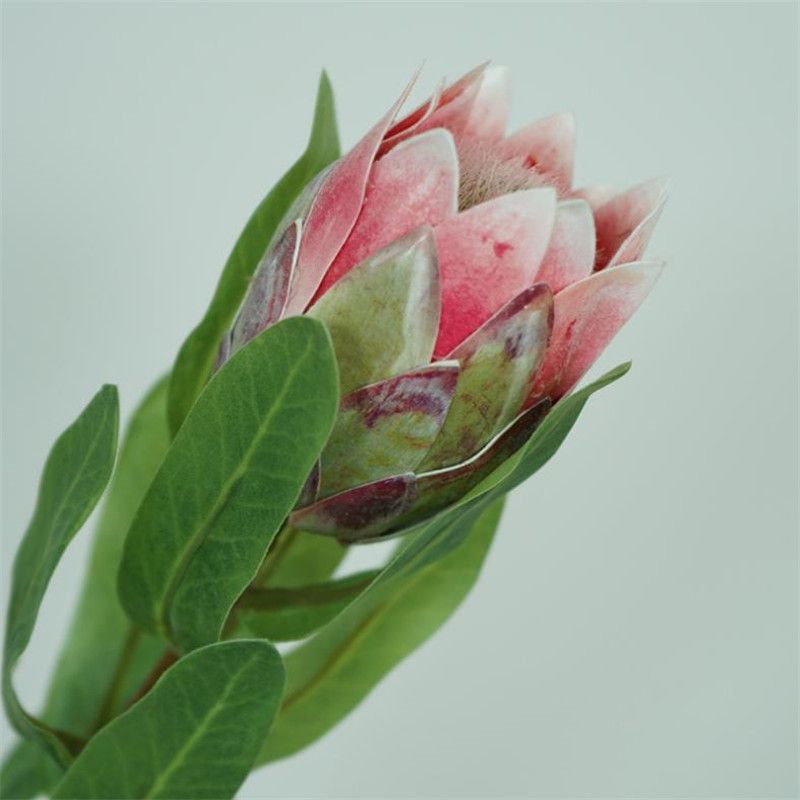 FauxProtea Single Stem 18.9 Simulation Putia Flowers Wedding/Home Decor ...