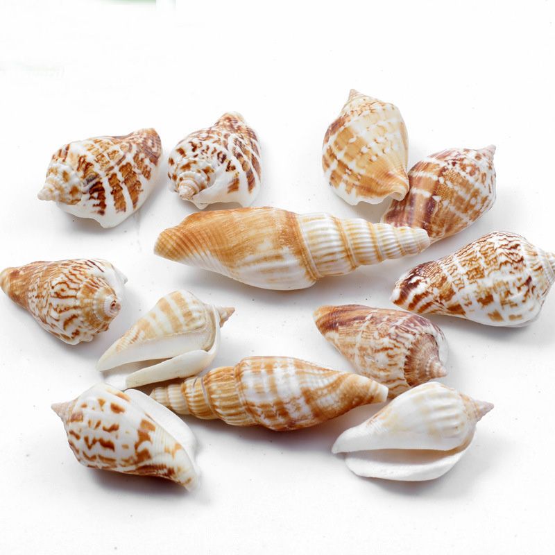 2020 Conch Shells Starfish Coral Reefs Small Yellow Rice Snail Shell ...