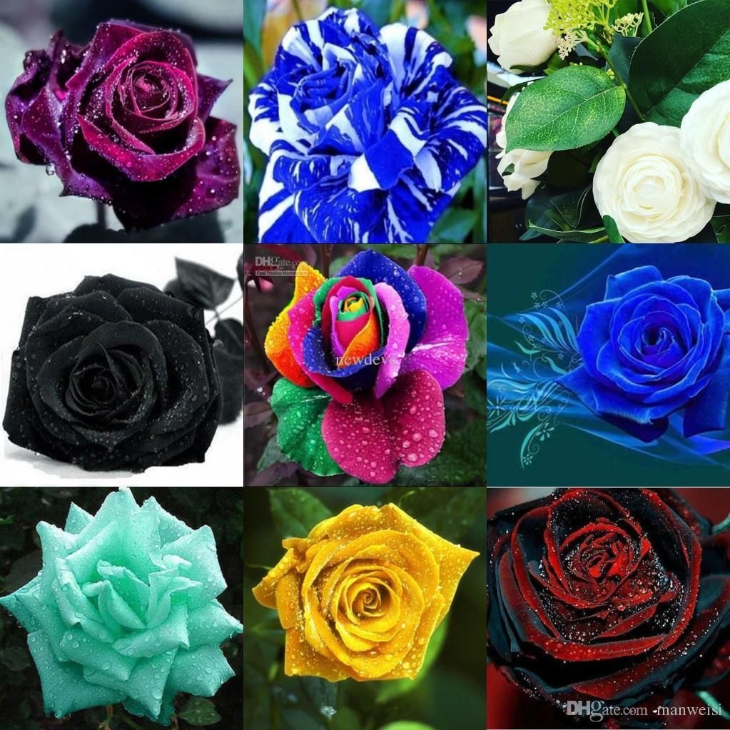 Colorful Beautiful Seeds *Seeds Package* New Arrival Two Colors Ombre ...