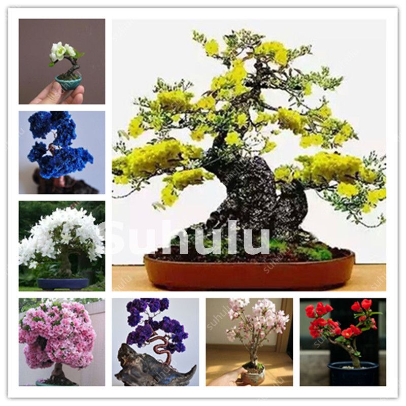 Prunus Serrulata Bonsai