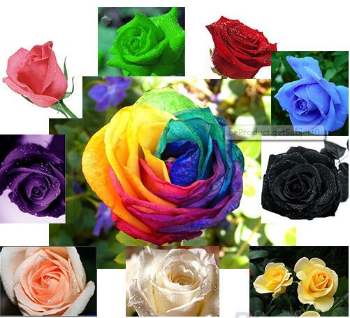 Stock Ready Rose Seeds Blue Red Purple Pink Black Rainbow Petal Plants ...