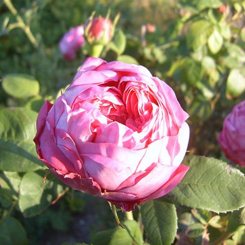 2017 Rosa Centifolia L Rose Seeds Colourful Cabbage Rose Seeds For ...