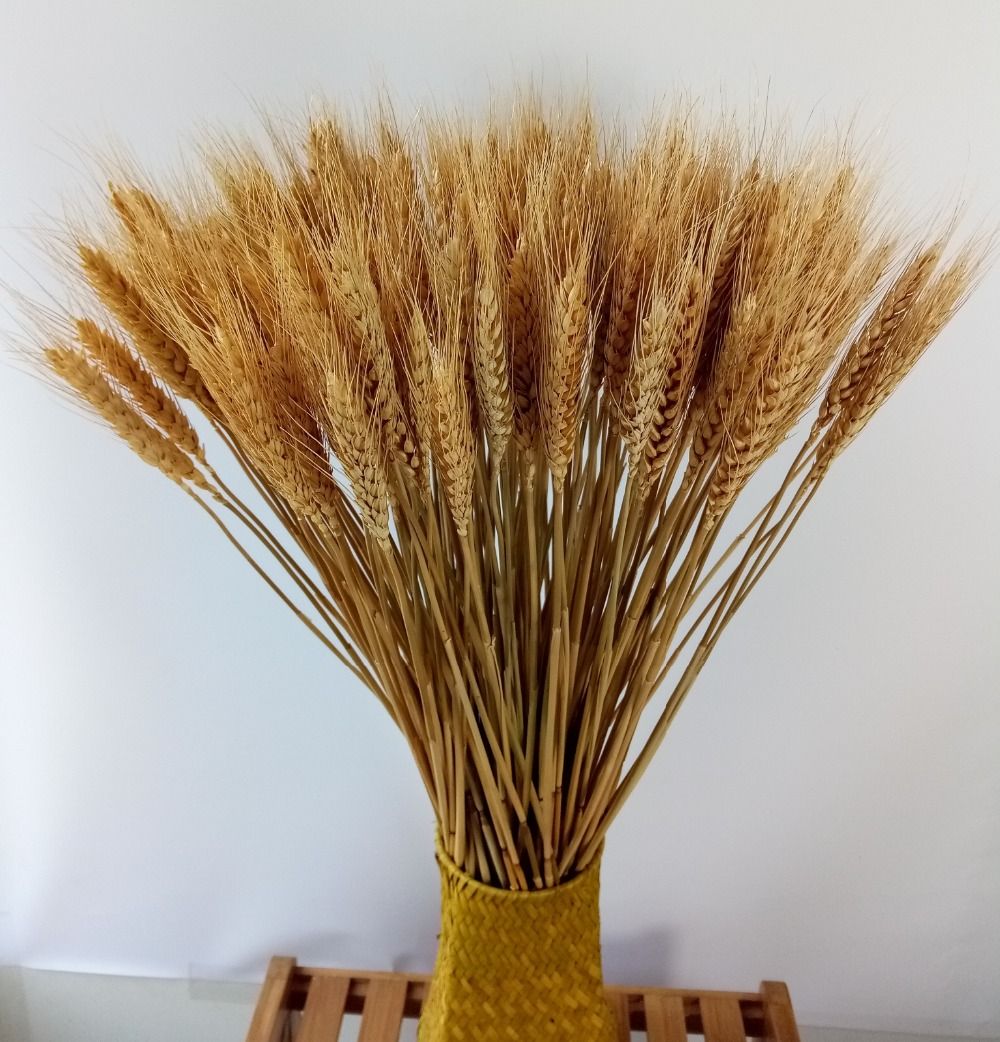 2020 Dried Natural Triticum Wheat Bundle Flower Arrangement Home Table ...
