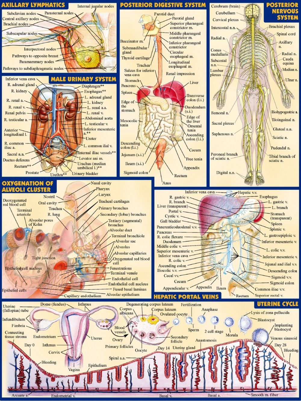 2019 Human Body Anatomical Chart Muscular System Campus Knowledge 2019 Human Body Anatomical Chart Muscular System Campus Knowledge