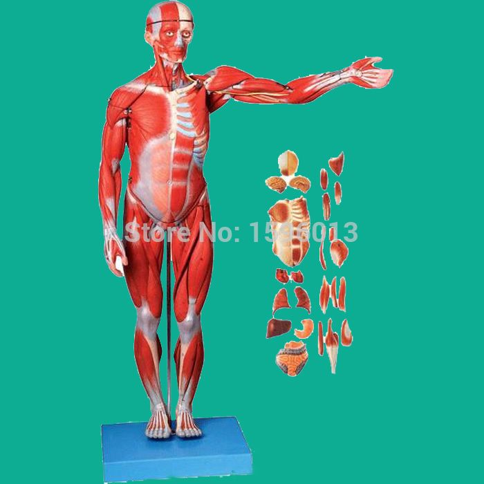 78cm Vivid Full Body Muscle Model With Internal Organs 27 Parts Medical ...
