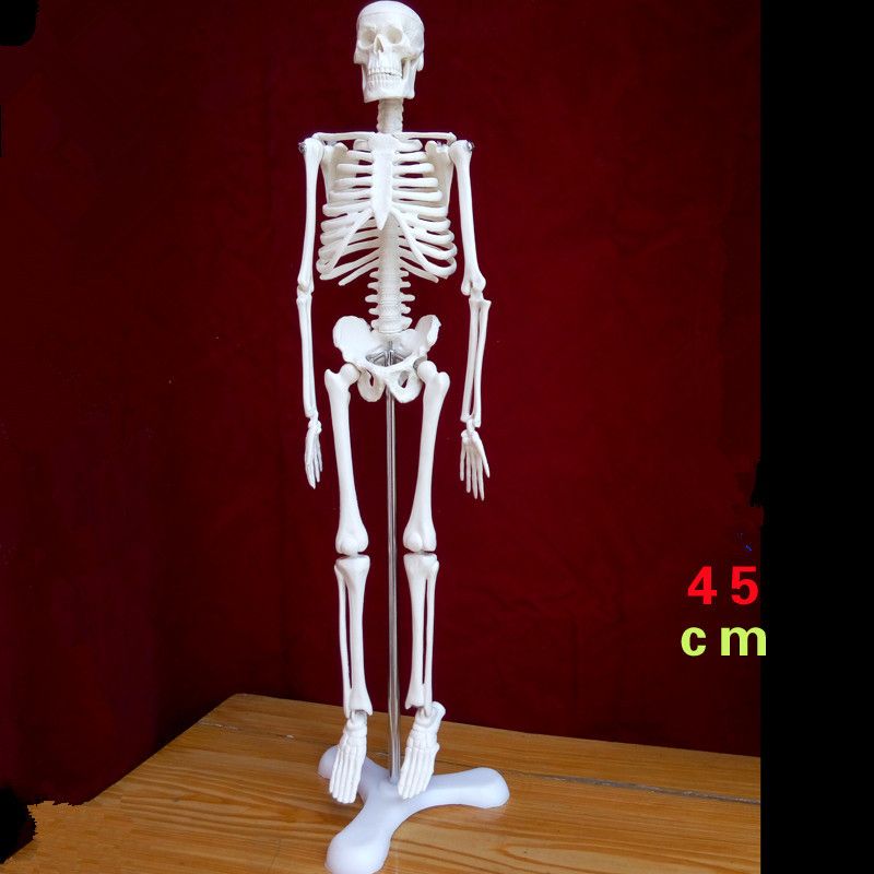 45cm Human Body Skeleton Model With Stand Upright Toy Model Games Novel ...