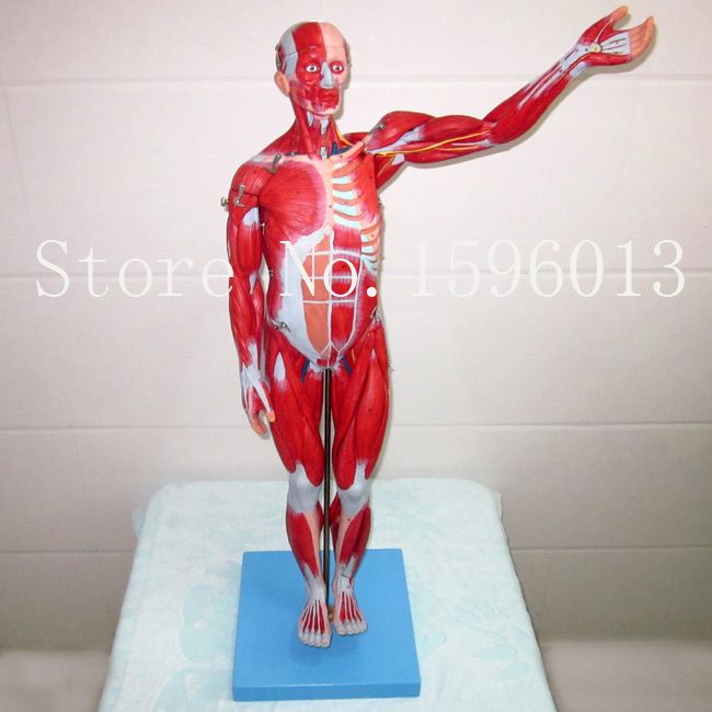 Hot 78cm Human Full Body And Muscles Model, Muscles Of Male,Vivid Full ...