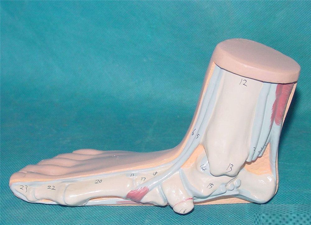 Human Anatomy Of Foot Model,One Piece Of Normal,Flat And High Arch Foot ...
