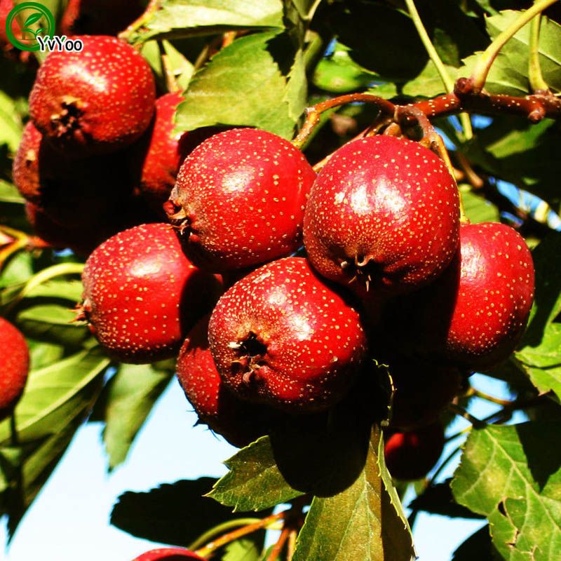 Hawthorn Seeds Garden Plants Bonsai Organic Fruit And Vegetable Seeds ...