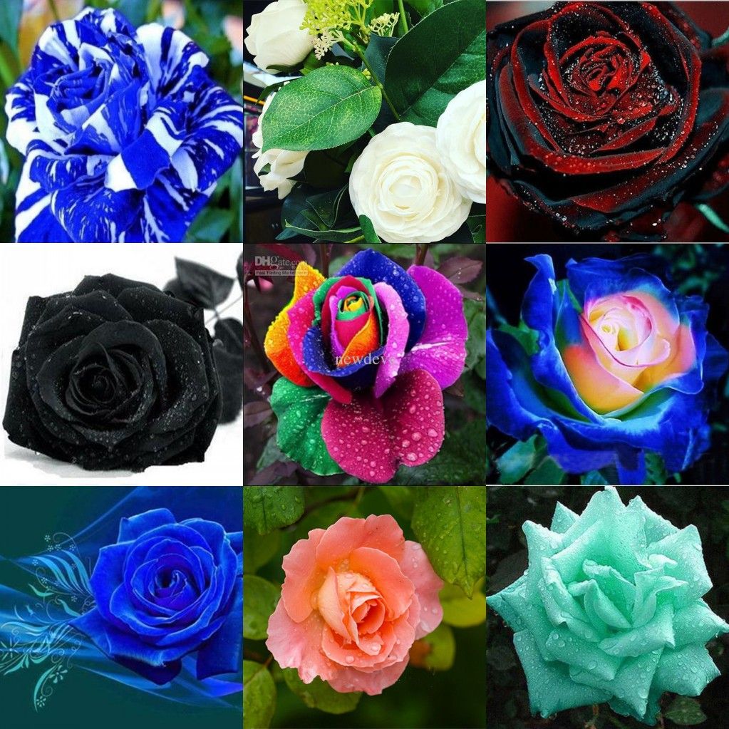 Wholesale New Varieties Colors Rose Red White Half Rose Seed 100 Seeds ...
