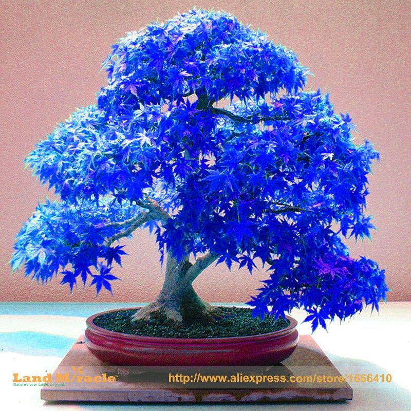 2017 100% Real Japanese Ghost Blue Maple Tree Bonsai Seeds, 10 Seeds ...
