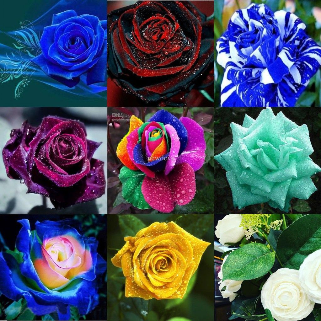 Charming Colors Rose Deep Blue Rose Seed 100 Seeds Package Flower Seeds ...
