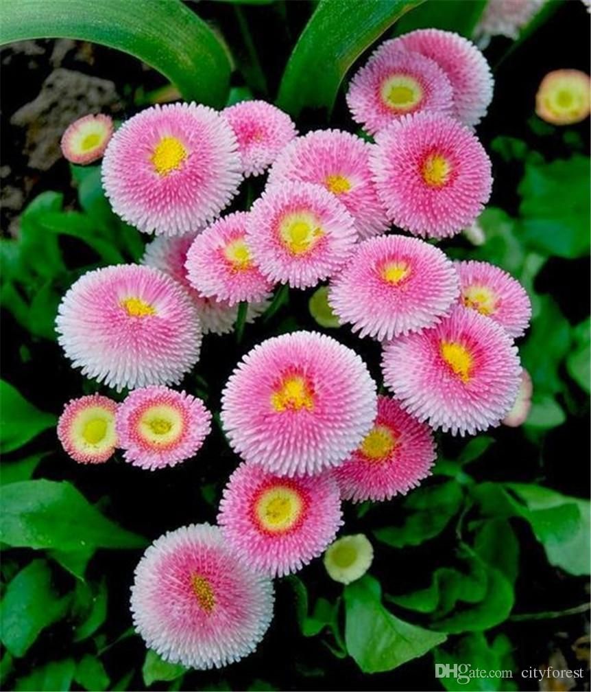Lovely Pink Daisy Biennial Flower Seeds Bellis Daisy Easy to Grow From ...