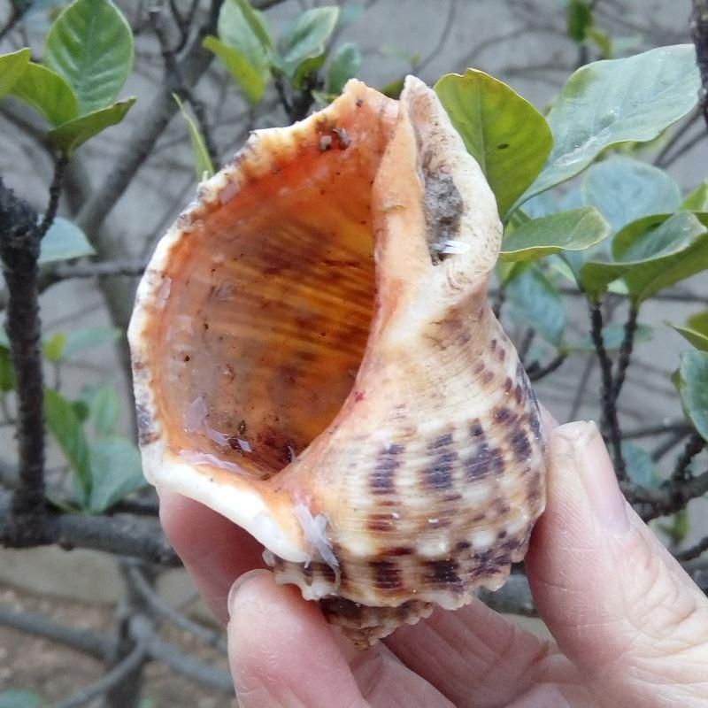 Natural Conch Shells Poeticus Screw Spiral Shell Fish Red Carp Hermit ...