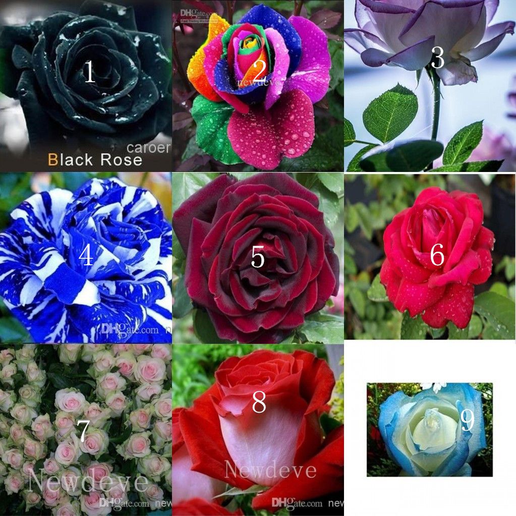Colors Rose Rose Seed 100 Seeds Package Flower Seeds Home Garden Grow ...