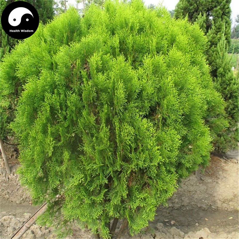 2017 Buy Real Sabina Chinensis Aurea Tree Seeds Plant Arborvitae Grow ...