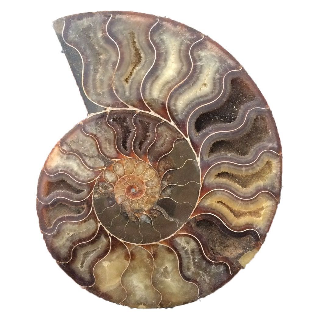 Big Size 400 500g Rare Iridescent Ammonite Ammolite Crystal Stone Shell ...