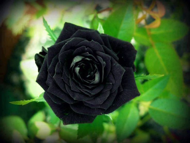 Colors Rose Black Rose Seed 100 Seeds Package Flower Seeds Home Garden ...
