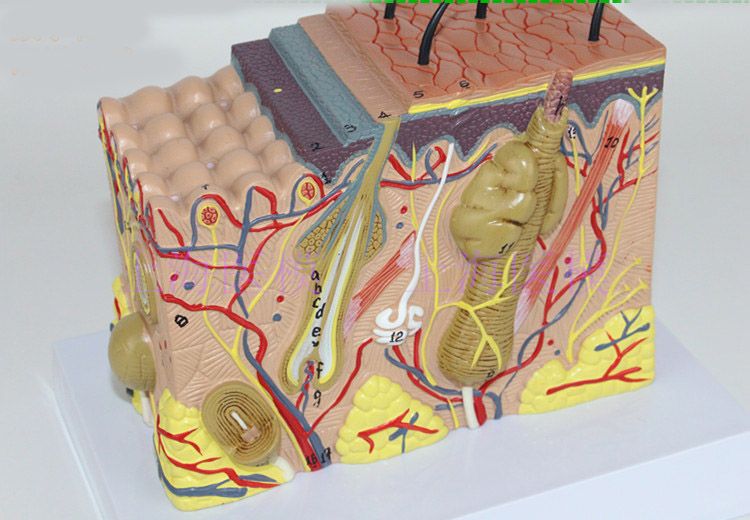 2019 Wholesale 35X Three Dimensional Skin Model Medical Cosmetic ...