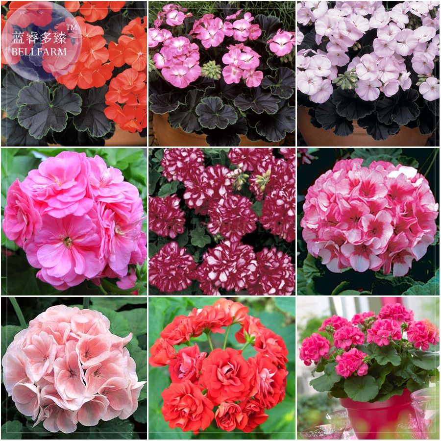 2018 Bellfarm Geranium Mixed 9 Types Of Bonsai Seeds, 10 Seeds ...