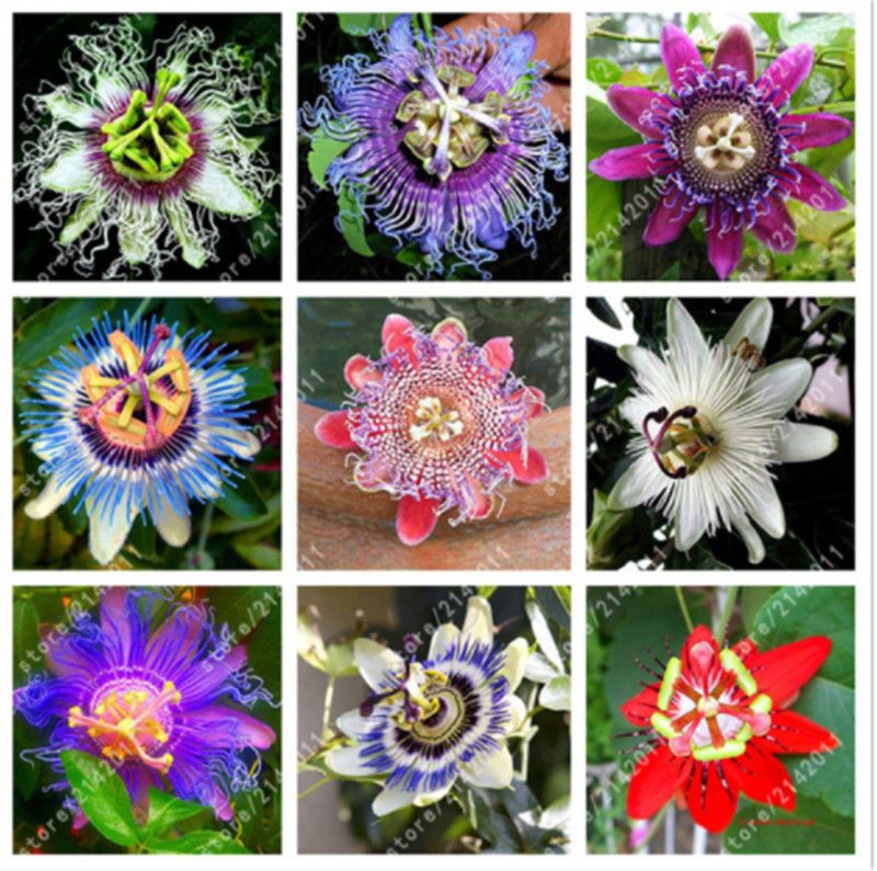 Granadilla Fruit Flowers