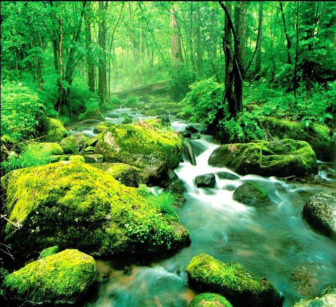 Wall Mural Wallpaper Green Forest Stream Flowing Dream 3D Bathroom ...