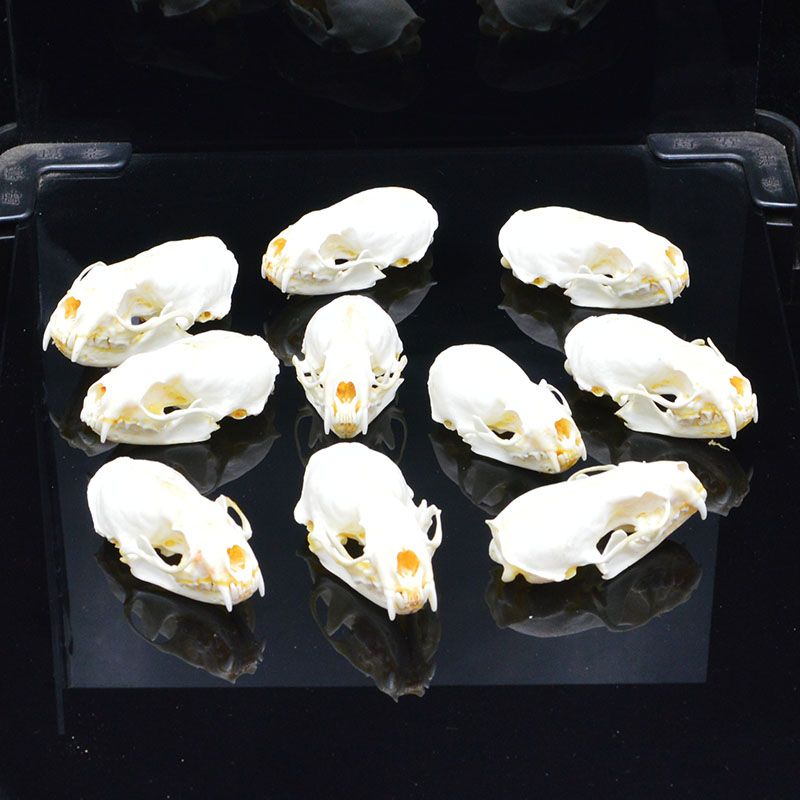 Real Mink Skulls, Fine Animal Specimens, Skull Gifts Skulls From ...