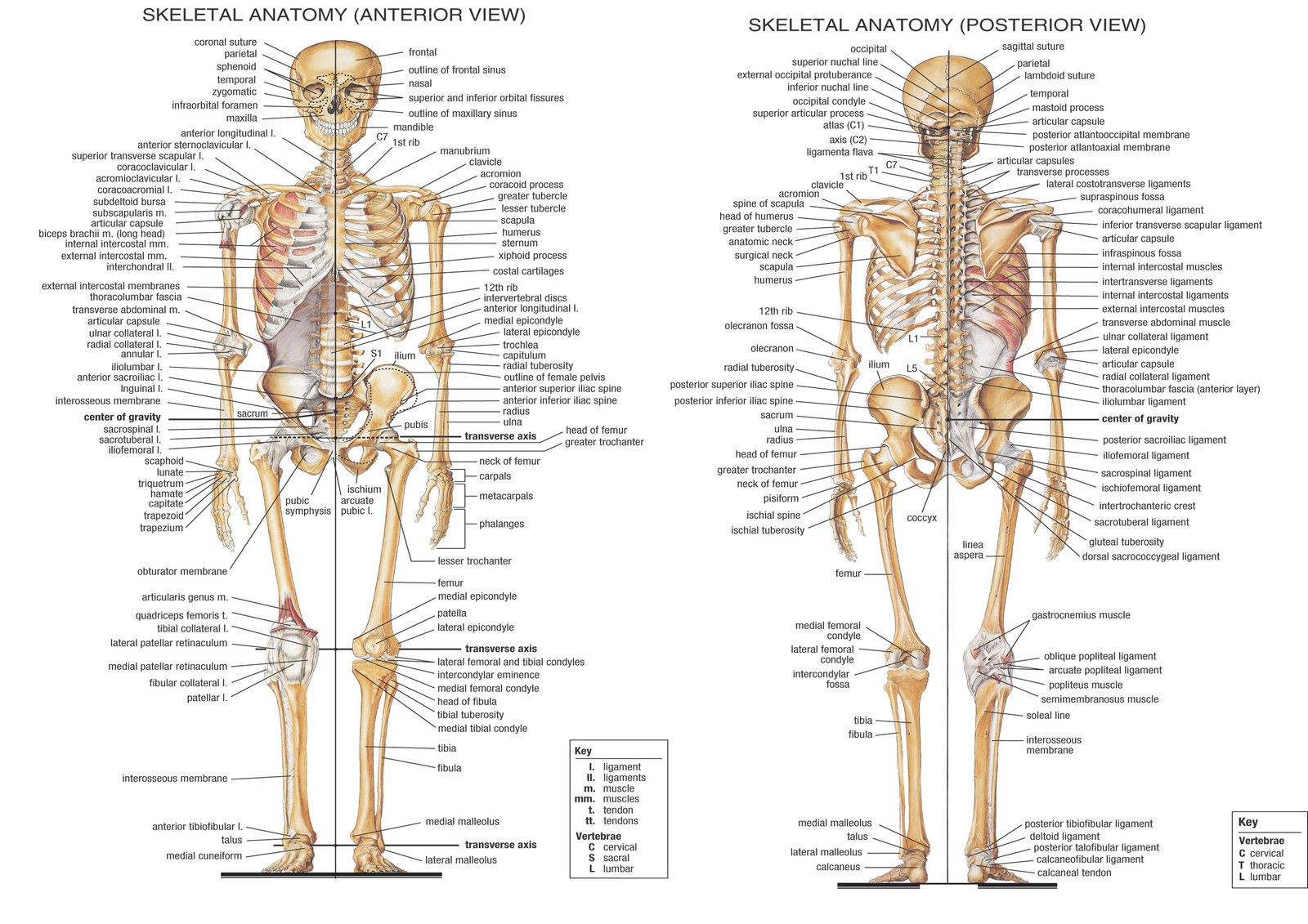 ANATOMICAL SKELETON SKELETAL SYSTEM HUMAN BODY MEDICAL Home Decor Wall ANATOMICAL SKELETON SKELETAL SYSTEM HUMAN BODY MEDICAL Home Decor Wall