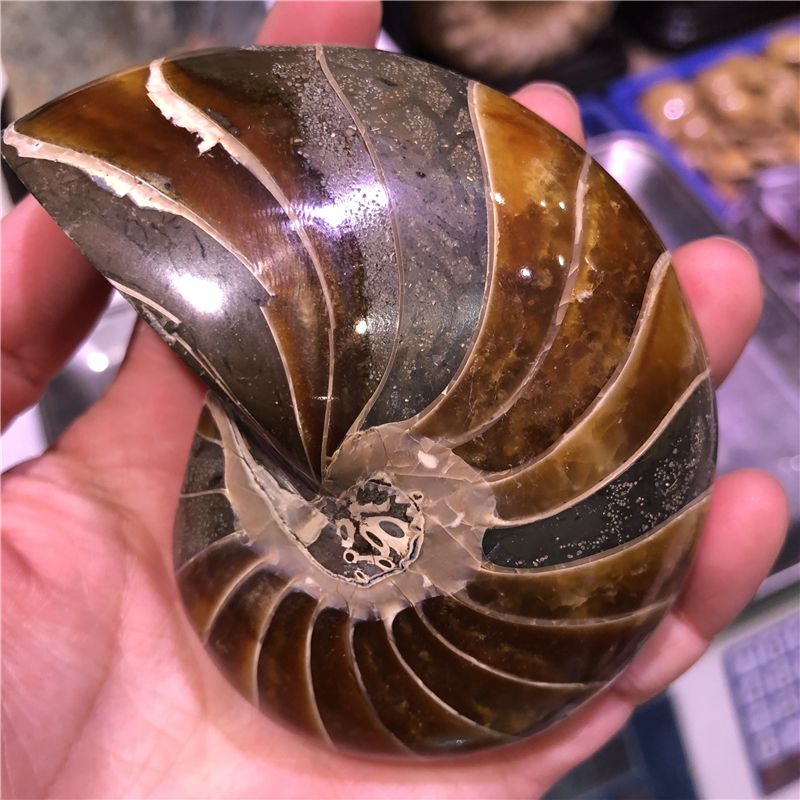 2021 DHX SW 100% Natural Nautilus Fossil Mineral Specimen Pearly ...