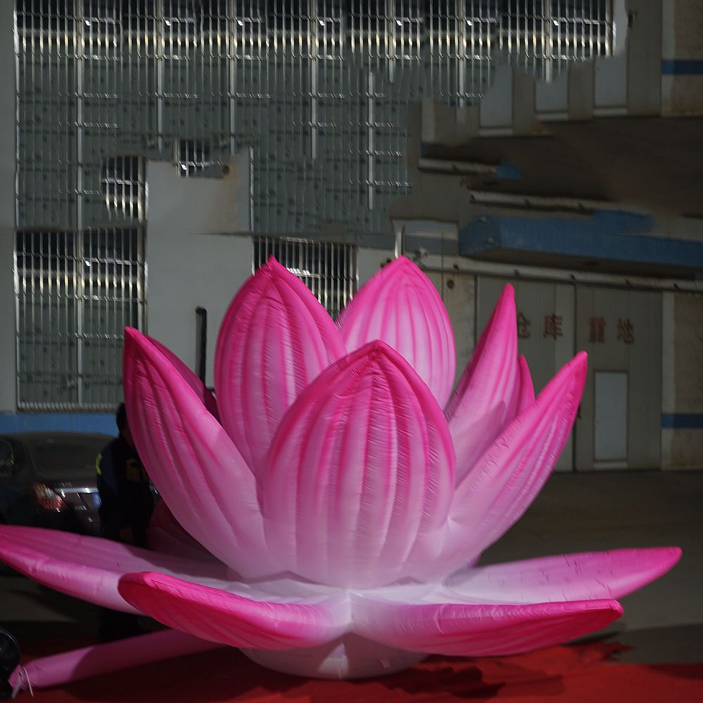 Lotus Flower Malawi | Best Flower Site