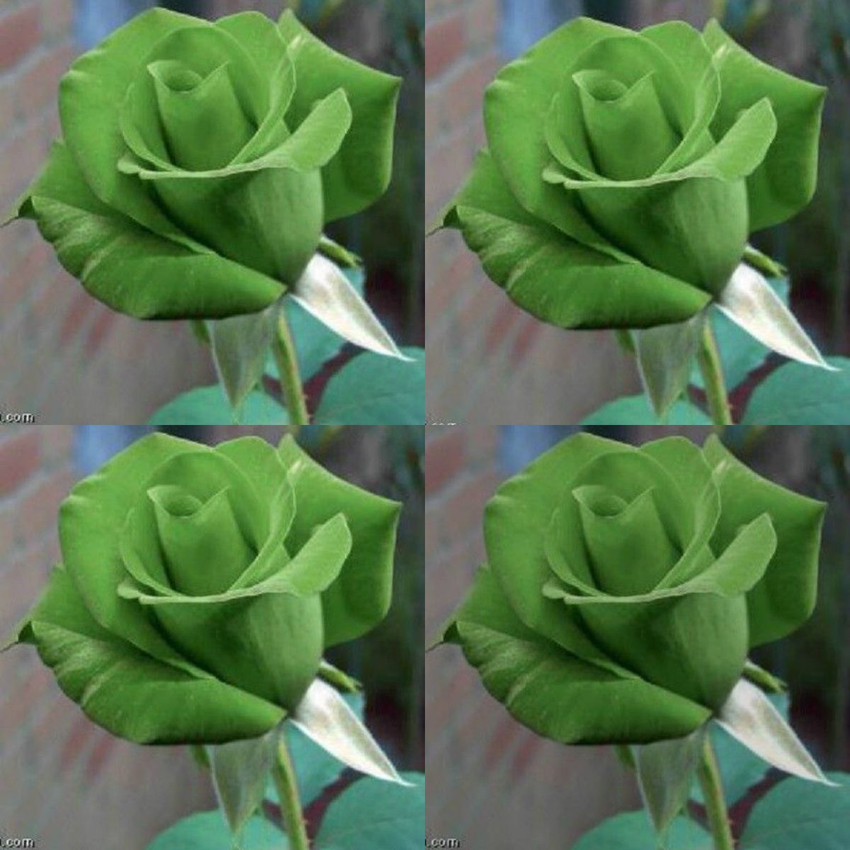 Green Rose Rosa Bush Shrub Perennial Flower Seeds Adenium Obesum Bonsai ...