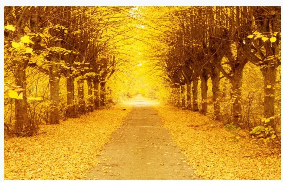 Golden Autumn Gold Tree 3D TV Background Wall Wallpaper For Walls 3 D ...