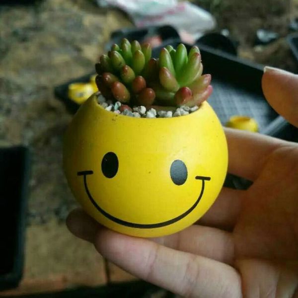 Emoji Flower Pot | Best Flower Site