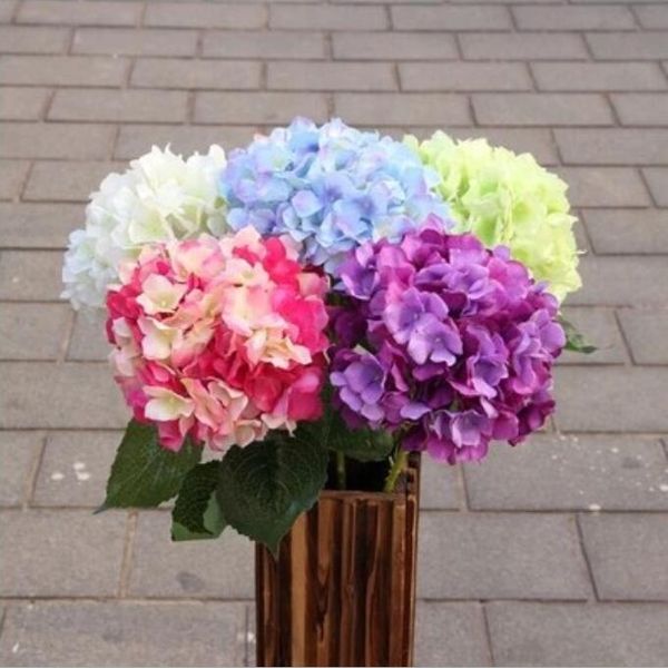 Hygena Flower | Best Flower Site