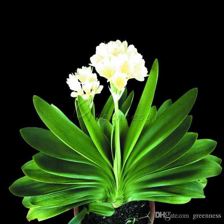 Wholesale 8 Different Colors Available Heirloom 1 Clivia Seeds Flower ...