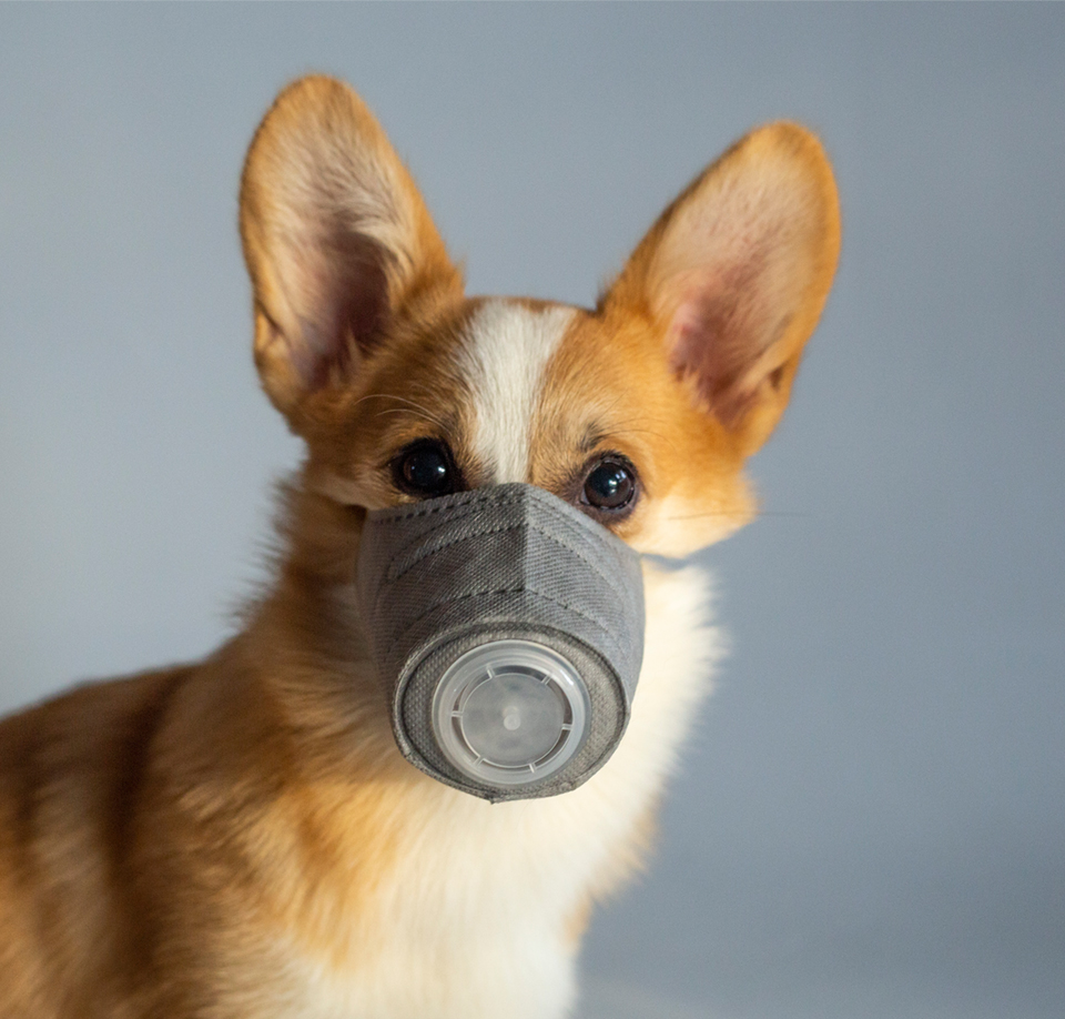 Buy Dropshipping Pet Masks Online, Cheap Dog Soft Face Cotton Mouth ...